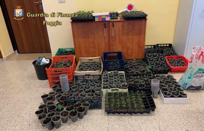 Puglia: oltre 400 piante di marijuana e munizioni sequestrate a San ... Puglia: oltre 400 piante di marijuana e munizioni sequestrate a San ...