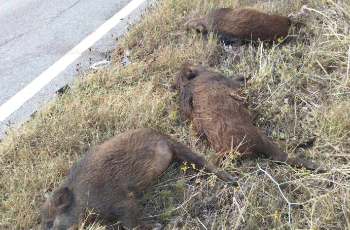 Puglia: emergenza cinghiali, ennesima tragedia sfiorata nel Tarantino ... Puglia: emergenza cinghiali, ennesima tragedia sfiorata nel Tarantino ...