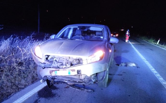 Puglia: emergenza cinghiali, ennesima tragedia sfiorata nel Tarantino ... Puglia: emergenza cinghiali, ennesima tragedia sfiorata nel Tarantino ...